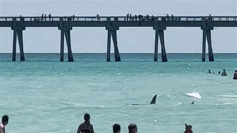Shark Surprises Swimmers In Florida Attacks Reported At Long Island Beaches