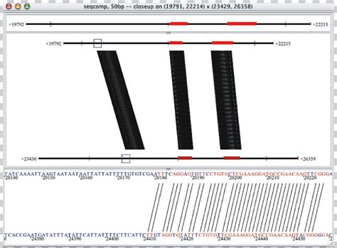 Non Coding Dna Cis Regulatory Element Promoter Conservation Gene Png