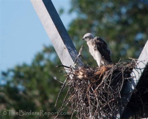Red Tailed Hawks Nesting On High Power Tower Focusing On Wildlife