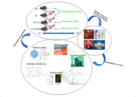 A Flow Chart For The Experiments Download Scientific Diagram