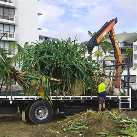 Shifting Trees Installing Trees Removing Trees Care Transplanters Sunshine Coast Brisbane