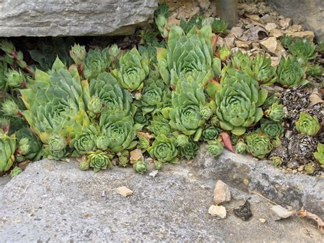 Plantas Rochosas Características Adaptações E Exemplos Essenciais