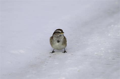 Tree Sparrow Bird Standing On A Snow Covered Road Stock Image Image Of Cute Feather 312989225