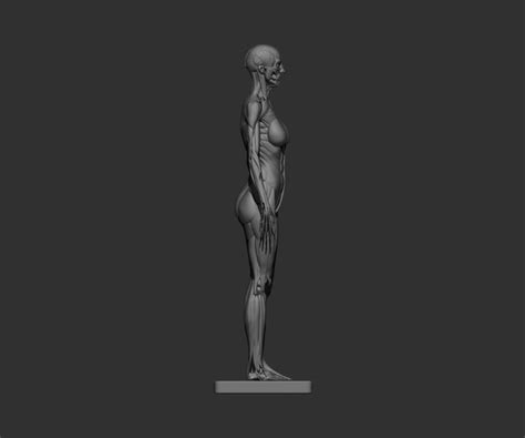 Artstation Female Anatomy 3d Rint Resources