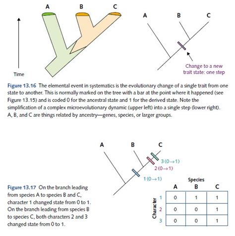 Parallel Algorithm For Phylogeny Introduction To Phylogenetics Part 3