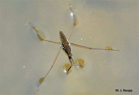 Walkin On Water Water Striders Gerridae — Bug Of The Week