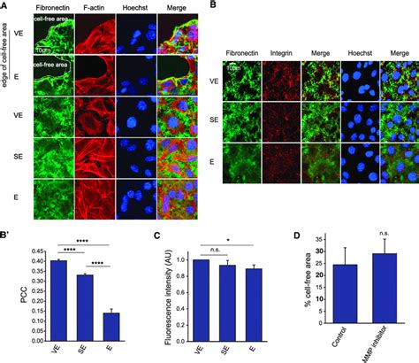 Effect Of Substrate Viscoelasticity On Cell Matrix Interactions A