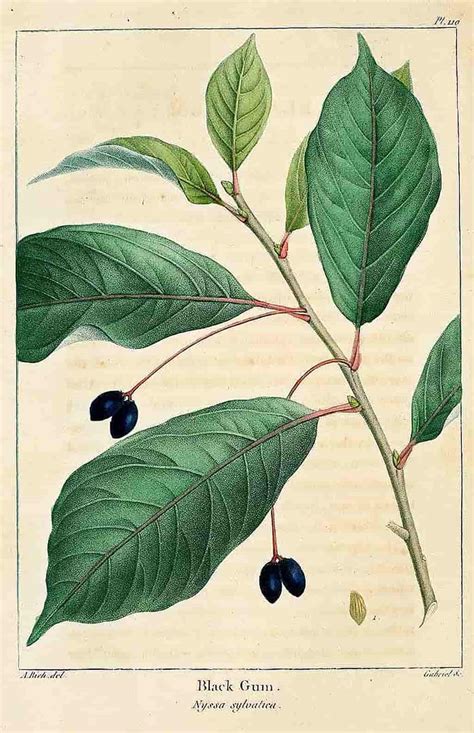 Blackgum Tree For Sale 1 2 Bare Root Seedling Tree