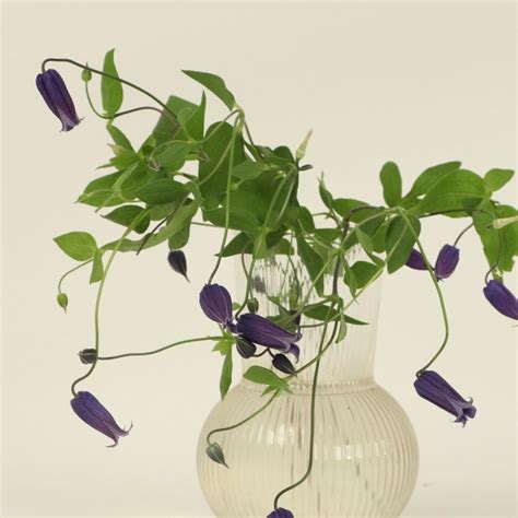 벨 클레마티스 꽃말과 특징 Clematis Bell 꽃도감