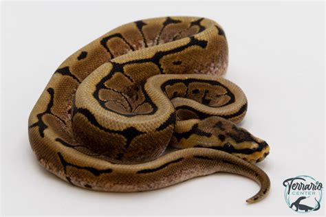 Python Regius Spider