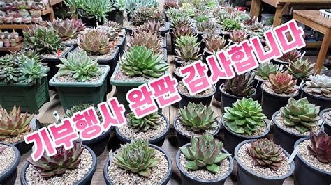 💝판매완료💝 기부 판매실방 이쁜이들 착한데 더착한 가격에👍 구매하시면 바로 기부참여 완료 수익금 택배비 포장비 제외 전액기부 따뜻한이불 속에서 다육이 쇼핑도하고 기부도함께