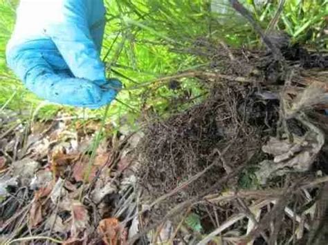 Morphology Habitat Habit And Activities Of Phytophthora