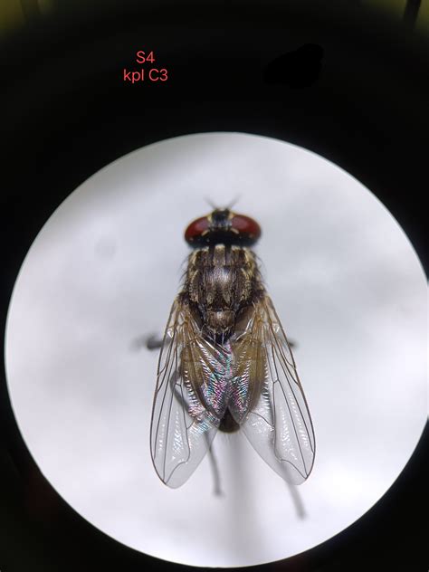 Fly Detections Roboflow Universe