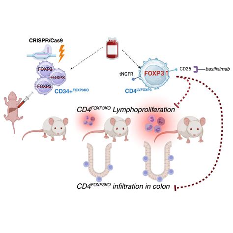 A Novel Foxp3 Knockout Humanized Mouse Model For Pre Clinical Safety And Efficacy Evaluation Of