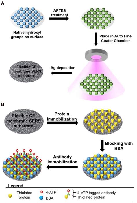 Schematic Illustration Showing A Cellulose Fibre Sers Substrate Download Scientific Diagram