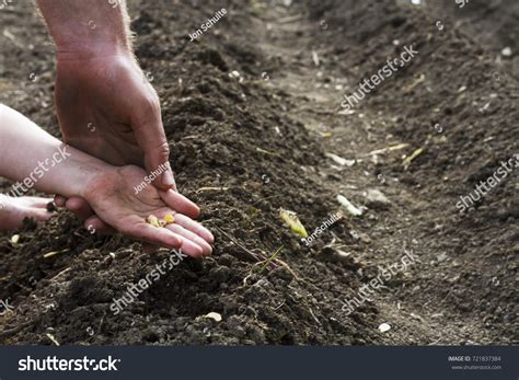 Gardener Planting Sowing Seeds Stock Photo 721837384 Shutterstock