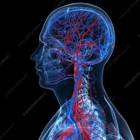 Vascular System Artwork Stock Image F0047492 Science Photo Library