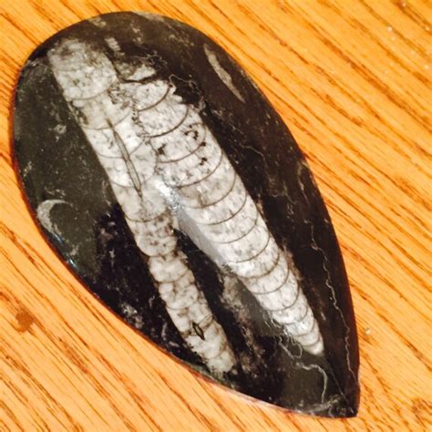 Fossil Nautiloid Orthoceras Fossil Etsy