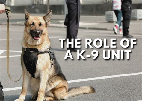 The Role Of A K 9 Unit Florida Sheriffs Association