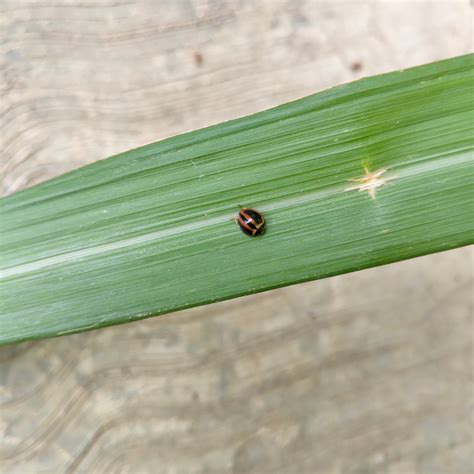 Kumbang Coccinellidae Object Detection Dataset And Pre Trained Model By Eva Nurmalasari