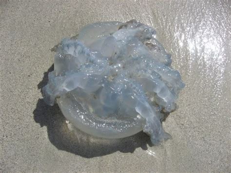 𓊈ꨄ𓊉 Simple Wiki Wiki Templates And Stuff Amino