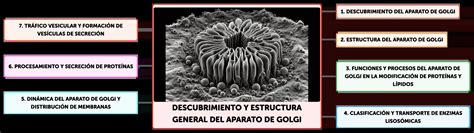 Descubrimiento Y Estructura General Del Aparato De Golgi Algor Cards