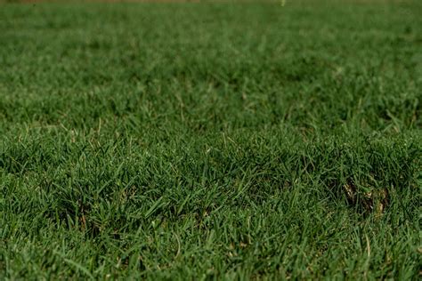 What Does Bermuda Grass Look Like Bermuda Grass Identification