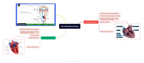 Solution Dierkunde De Bloedsomloop Mindmap Studypool