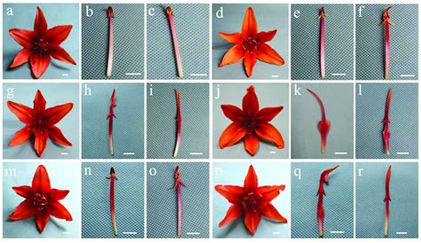 Morphological Characteristics Of Flowers And Floral Organs In Whorl 3