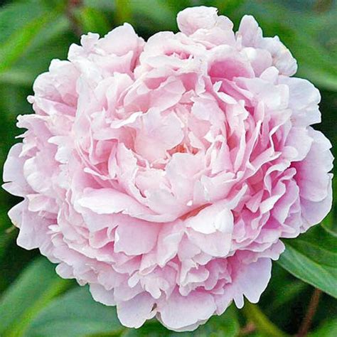 jessie gist peony heritage collection wild and son