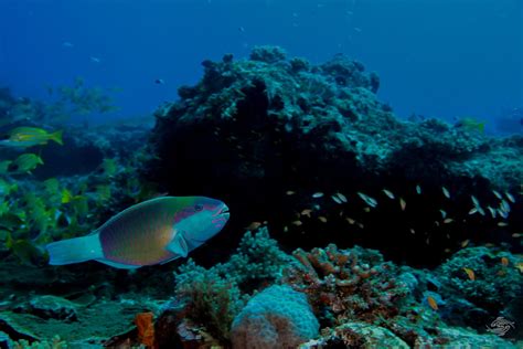 Parrot Fish Interesting Facts And Photographs Seaunseen