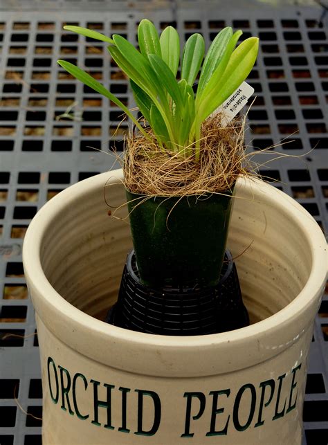Masdevallia Schroederiana Orchids For The People