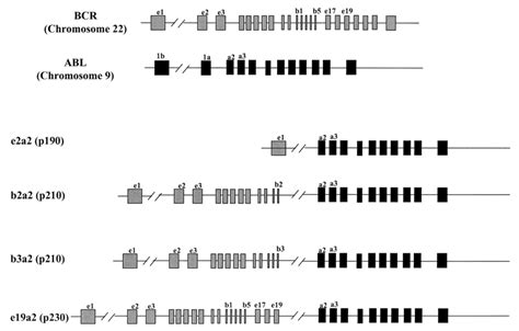 Schematic Map Of The Bcr Abl And Bcr Abl Fusion Genes Exons Of The Download Scientific