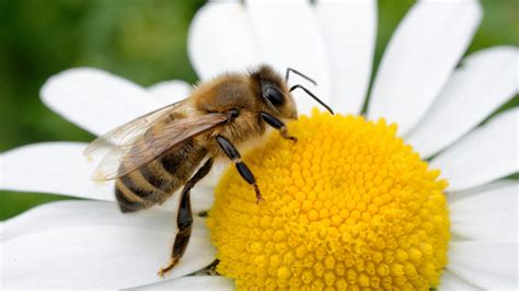 Bee Friendly Solutions How To Get Rid Of Bees Nest Safely And Responsibly