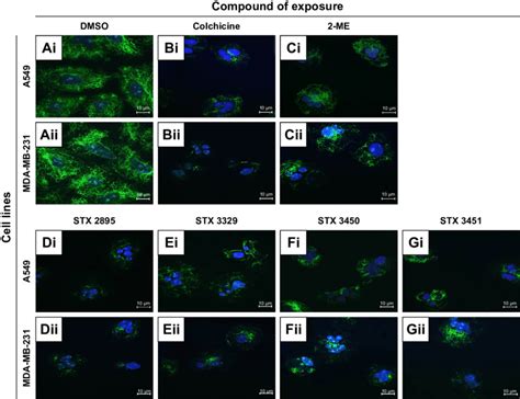 Immunofluorescent Images Indicated A Disrupted Microtubule Morphology