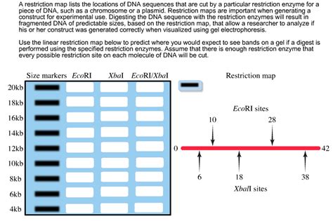 Solved A Restriction Map Lists The Locations Of Dna