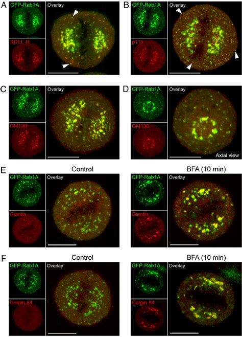 Kdel Receptor And Rab1 Effectors Associate With The Mitotic Ic Download Scientific Diagram