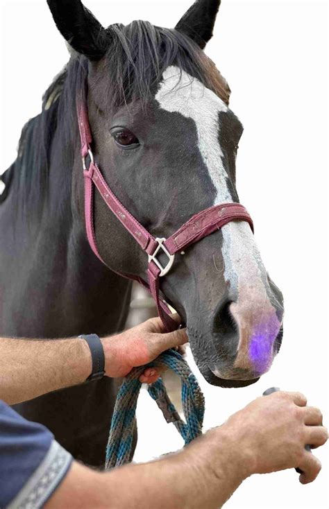 Super Torch Equestricare