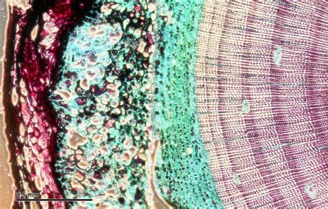 Inside Look At Pine Tree Stem