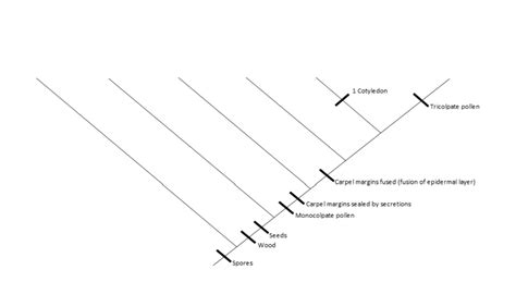 Tree Diagram Quizlet