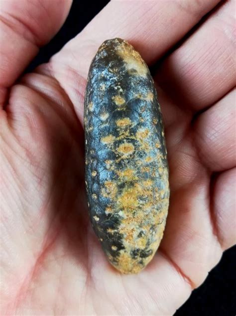 Fossil Plant With Exceptional Preservation Reproductive Catawiki