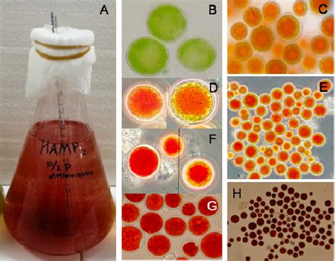 Cell Morphology Variation Of Haematococcus Pluvialis In Different Download Scientific Diagram