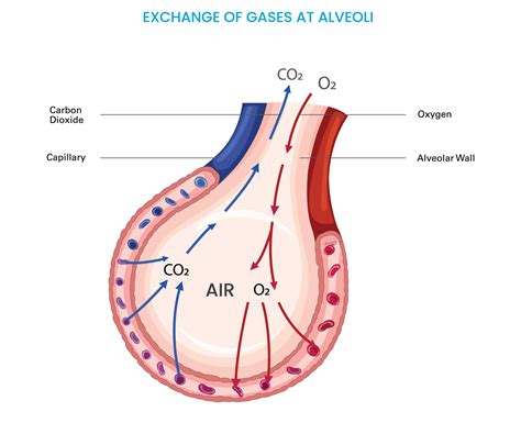 Alveoli Exchange Oxygen And Carbon Dioxide In Lungs Vector Art