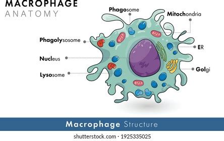 Macrophages Diagram Tingible Body Macrophage An Overview