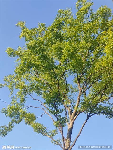 树摄影图自然风景自然景观摄影图库昵图网