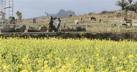 “우리도 하와이처럼”…제주도 갈 때 ‘입도세 내나