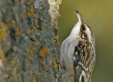 The Brown Creeper Birdnote
