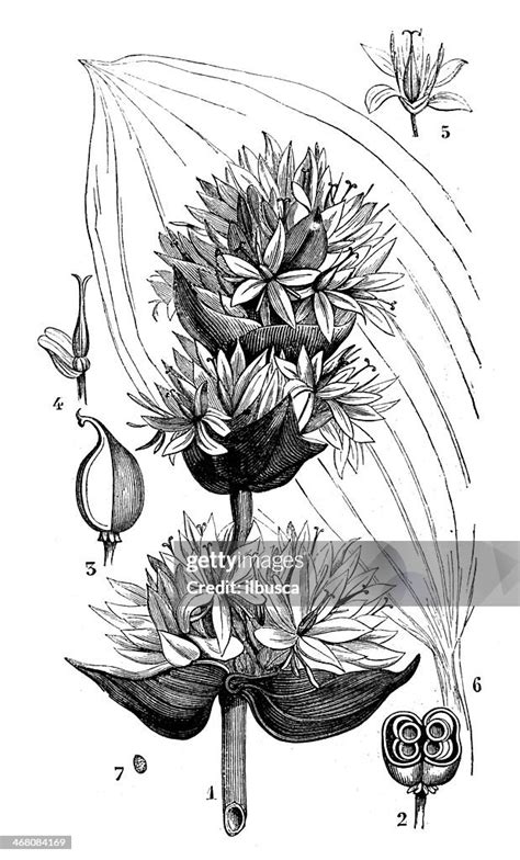 Antique Illustration Of Gentiana Lutea High Res Vector Graphic Getty