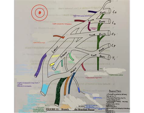 Figure 32 Branches Of The Brachial Plexus Quiz