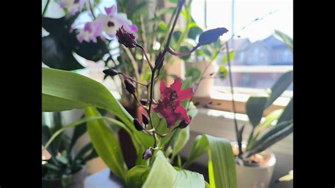 文心兰初开 如红衣舞女 （oncidium Ruby Doll） Youtube